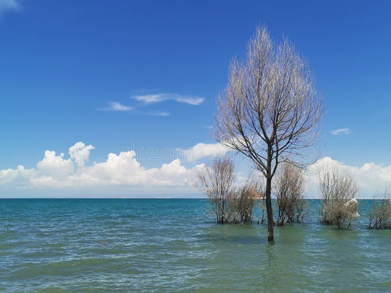 Clear Water Blue Sky and Small Trees Stock Image - Image of ocean ...