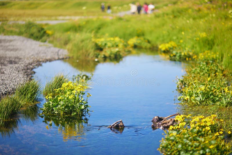 Clear Water of a Brook Near Seljalandsfoss Waterfall in Iceland. Stock ...