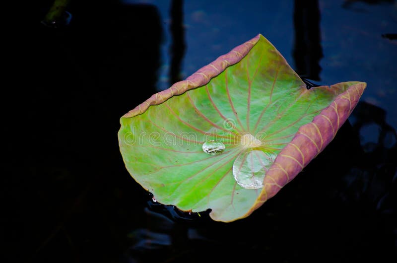 Clear Water on Curling Lotus Leaf Floating on a Pond. Stock Image ...