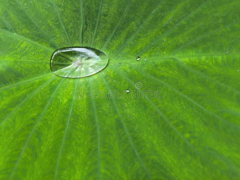 A Clear Water Droplet Rests on a Vibrant Green Lotus Leaf, Creating a ...
