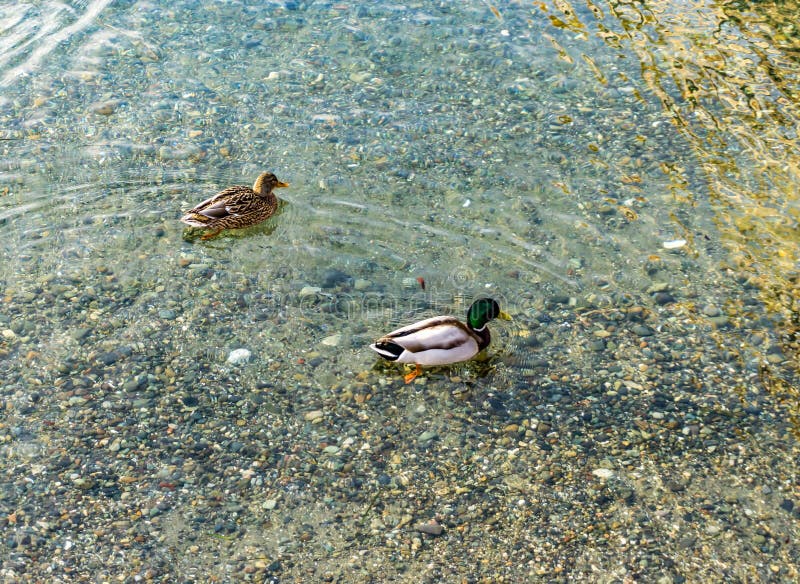 Clear Water Ducks 2 stock photo. Image of clear, redondo - 268952352