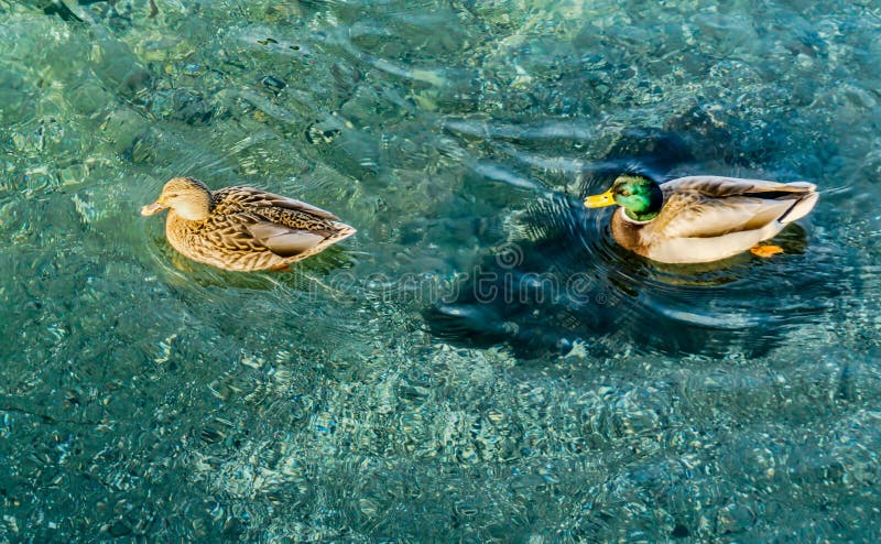 Clear Water Ducks stock photo. Image of details, birds - 269227424