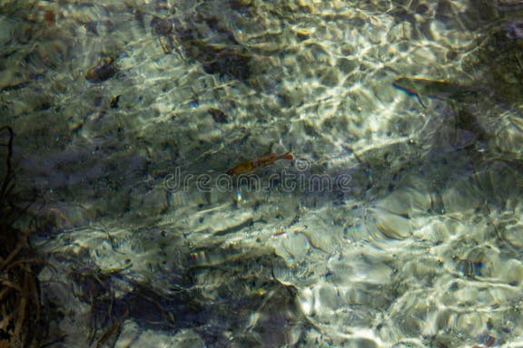 Clear water fish stock image. Image of river, animals - 175883303