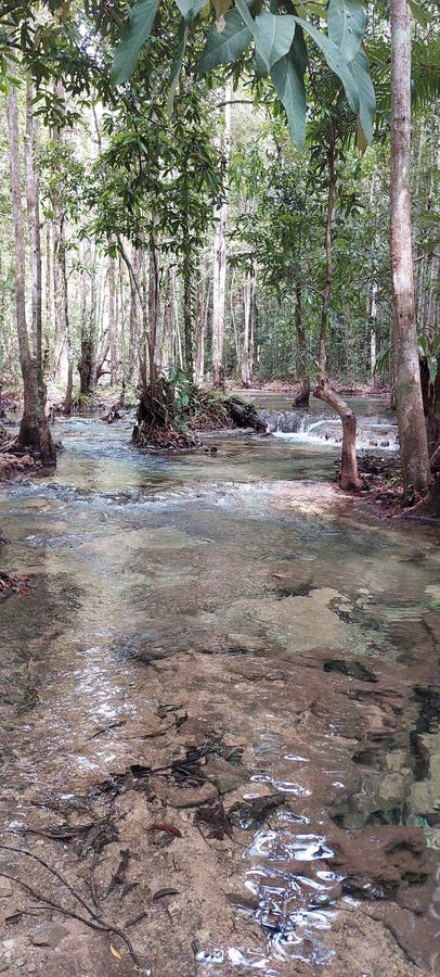 Clear Water in the Forest, Emerald Pool Stock Image - Image of tree ...