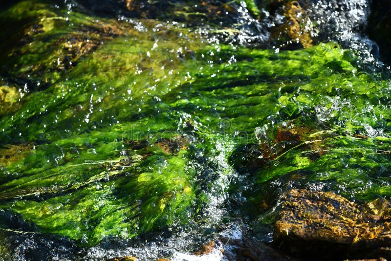 Forest Stream with Clear Water and Fast Flow Stock Image - Image of ...