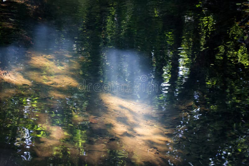 The Clear Water of a Forest Stream Lit by the Rays of the Sun Stock ...