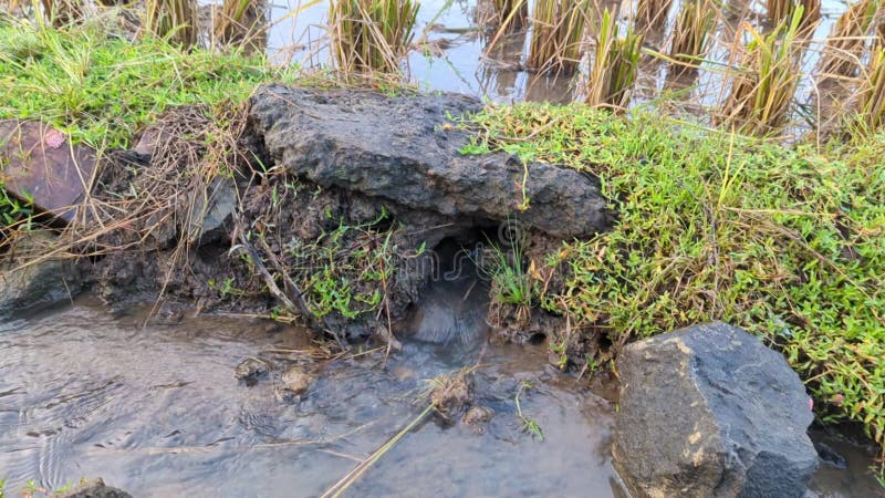 Clear Water Irrigation Flows in Rice Fields Stock Video - Video of ...