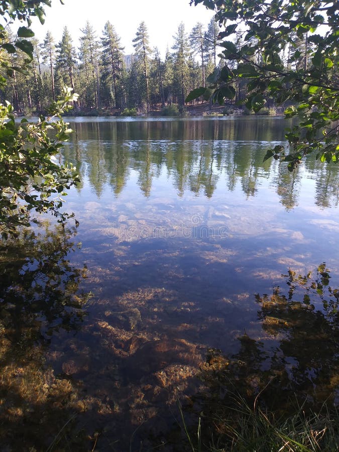 Clear Water Pond Pine Trees Nature Stock Image - Image of nature ...