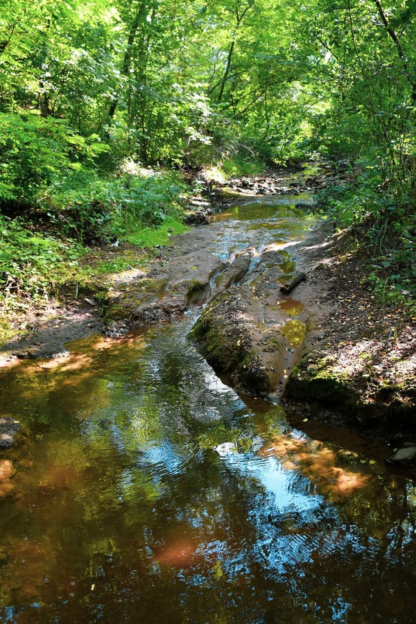 The Clear Water of a Small Forest Stream Flows Over a Clean Rock in the ...