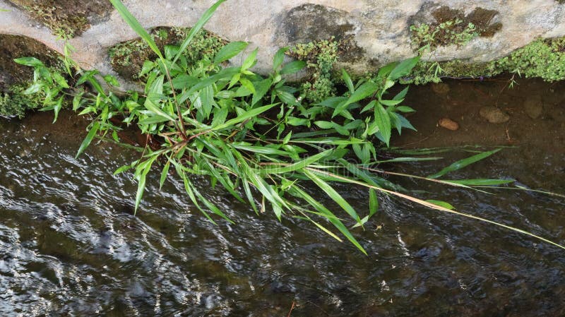 Clear Mountain Spring Water Flows Freely from the Pipe Stock Image ...
