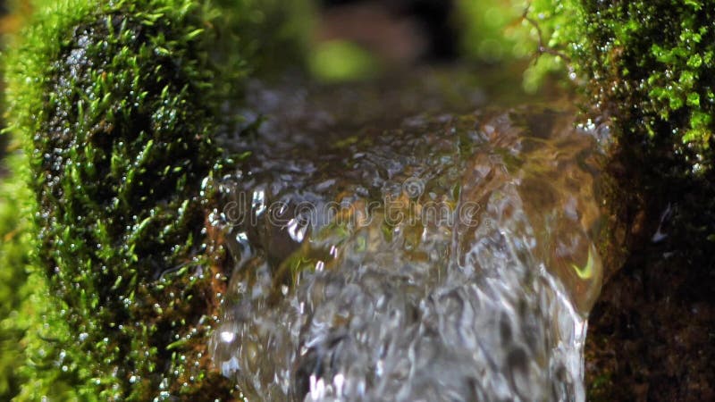 Clear Water of the Spring Flows through the Trough. Forest Water Source ...