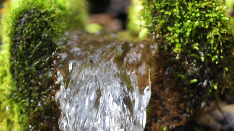 Clear Water of the Spring Flows through the Trough. Forest Water Source ...