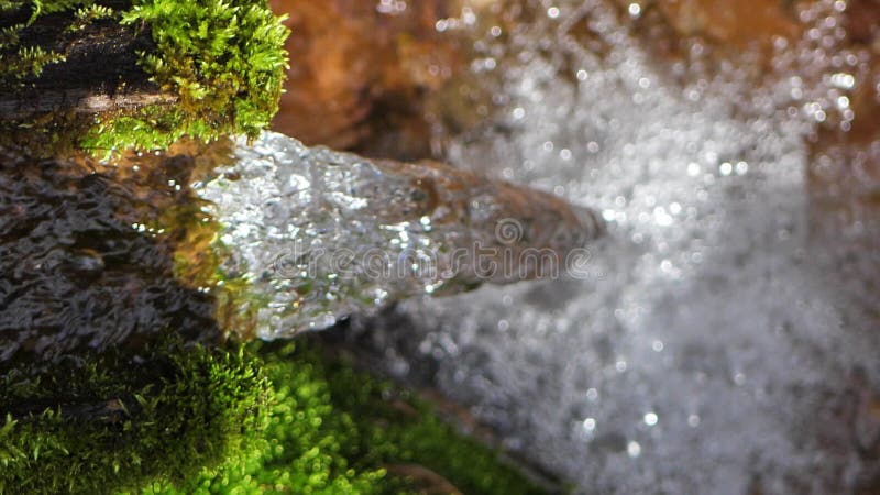 Clear Water of the Spring Flows through the Trough. Forest Water Source ...