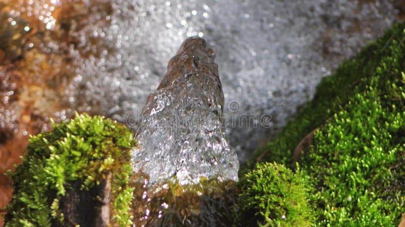 Clear Water of the Spring Flows through the Trough. Forest Water Source ...