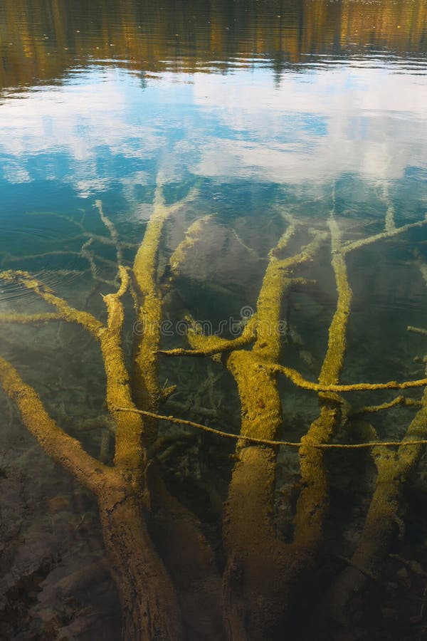 The Water is Crystal and Has Trees Growing Out of it Stock Image ...