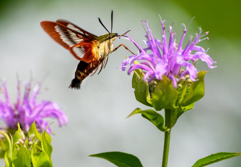 Clear Wing Hummingbird Moth and Bee Balm Flower Stock Photo - Image of ...