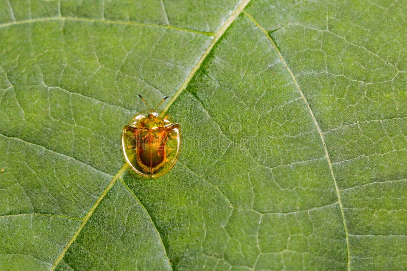 Clear Wing Tortoise Leaf Beetle Stock Photo - Image of abdomen, critter ...