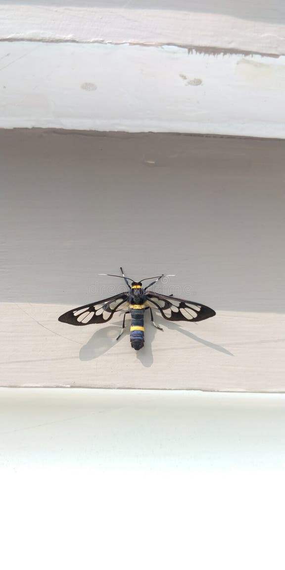 Clear Winged Tiger Moth Amata Polymita Stock Image - Image of winged ...