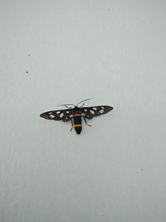 Clear-winged Tiger Moth Amata Polymita Stock Image - Image of tiger ...