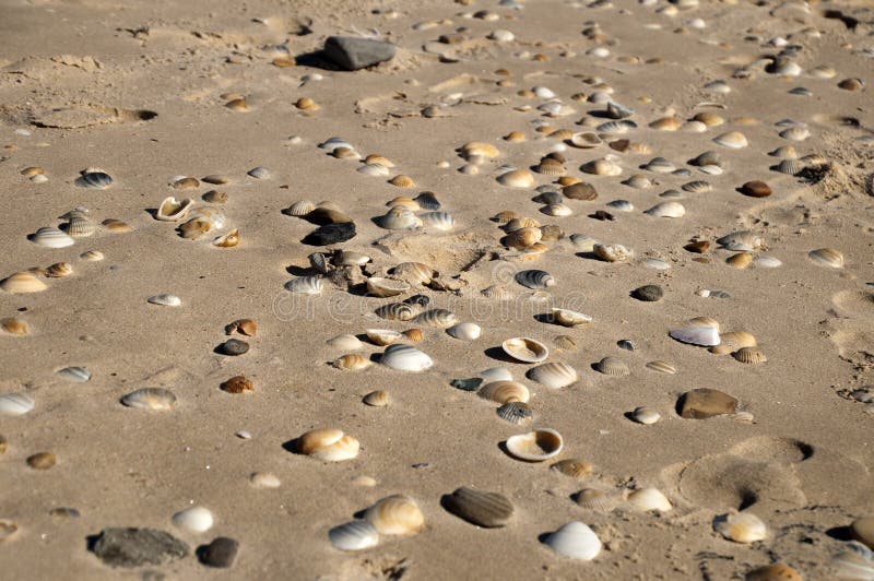 Shells Scattered Along a Sandy Beach Stock Photo - Image of grains ...