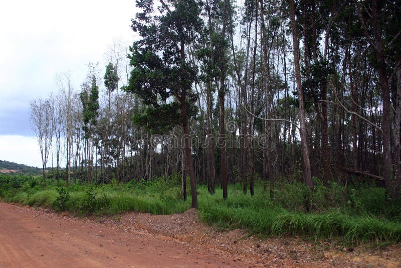 Clearance or Deforestation in the Rainforest Stock Image - Image of ...