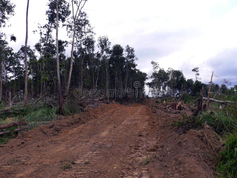 Clearance or Deforestation in the Rainforest Stock Photo - Image of ...