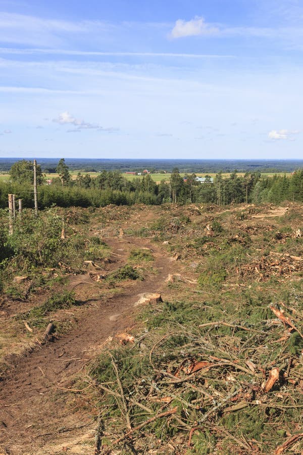Barren clearcut stock photo. Image of devastation, forest - 14498002