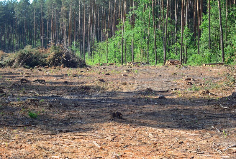 Clearcut Logging Area in the Forest with Pine Trees Cut Down As a Form ...