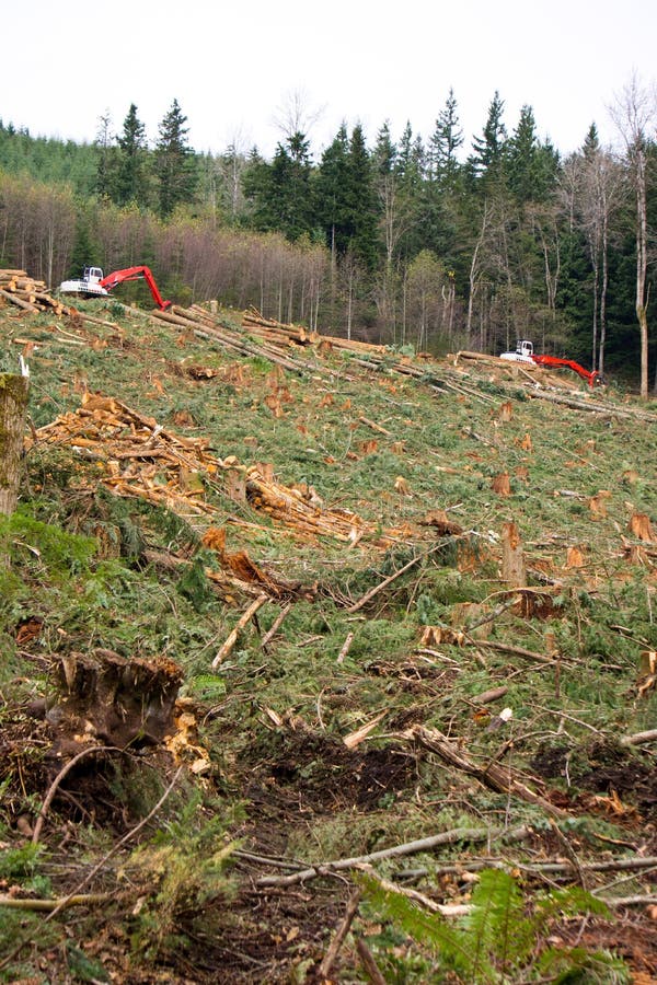 Clearcut Logging in Pacific Northwest Stock Photo - Image of industry ...