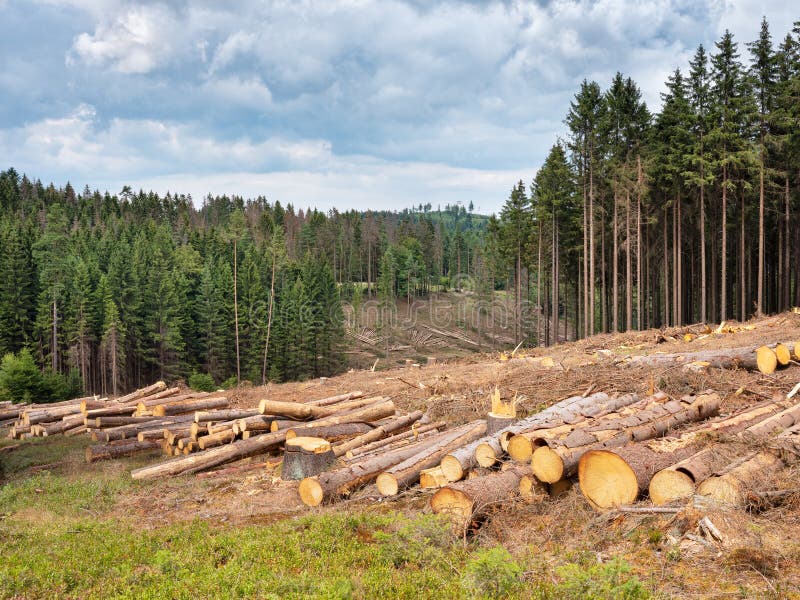 Clearcutting Spruce Trees in the Forest Stock Image - Image of felling ...