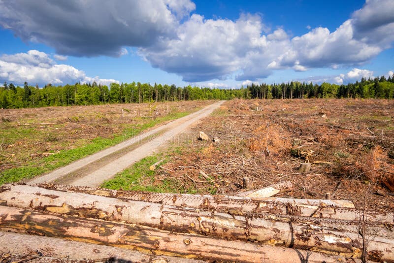 Cleared Forest Outdoor Scenery South Germany Stock Image - Image of ...