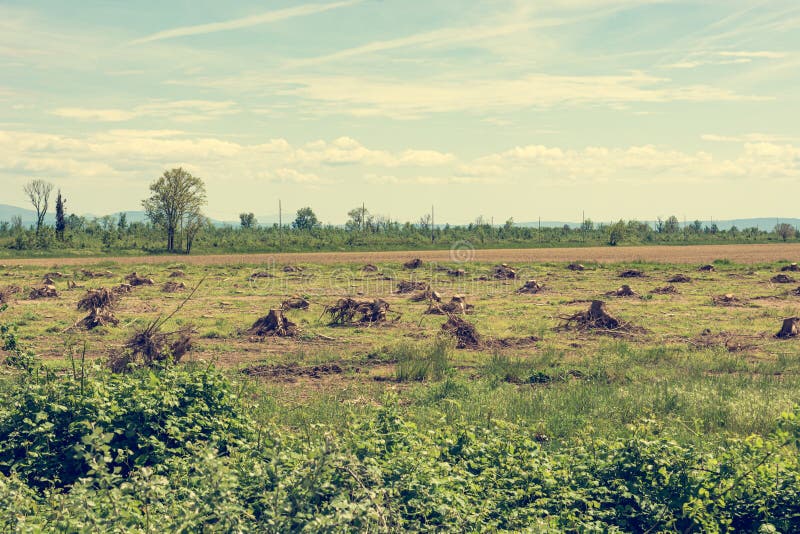 Cleared Forest with only Tree Stumps Left. Stock Photo - Image of clear ...