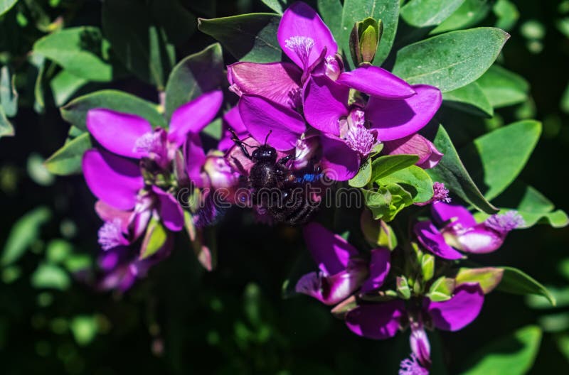 Cleared for Takeoff stock photo. Image of plant, bloom - 146624614