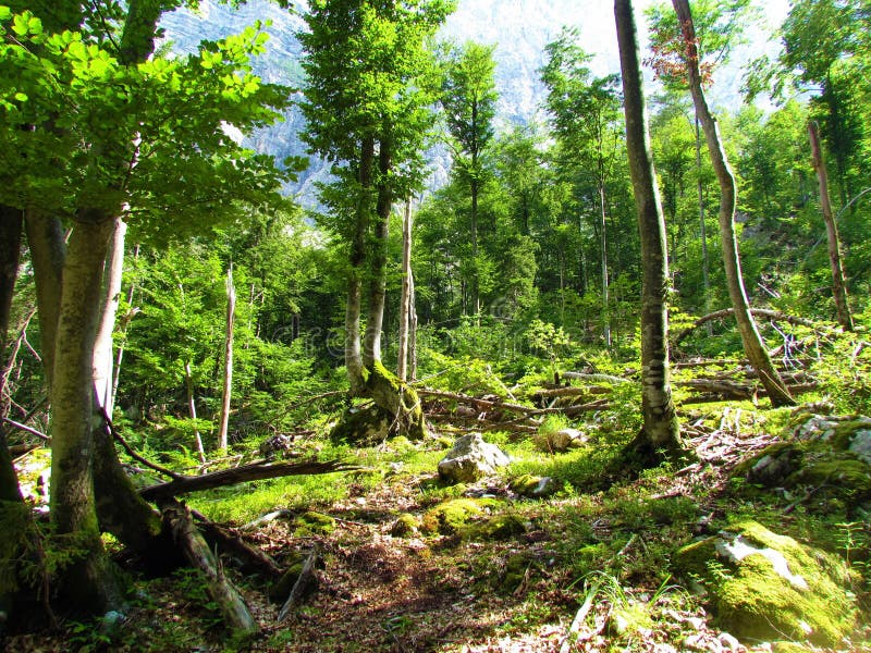 Clearin Stock Photos - Free & Royalty-Free Stock Photos from Dreamstime