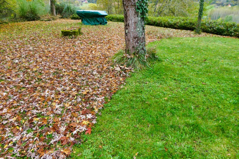 Clearing Autumn Leaves stock image. Image of colorful - 233377337