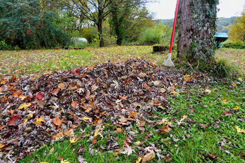 Clearing autumn leaves stock image. Image of foliage - 261988019