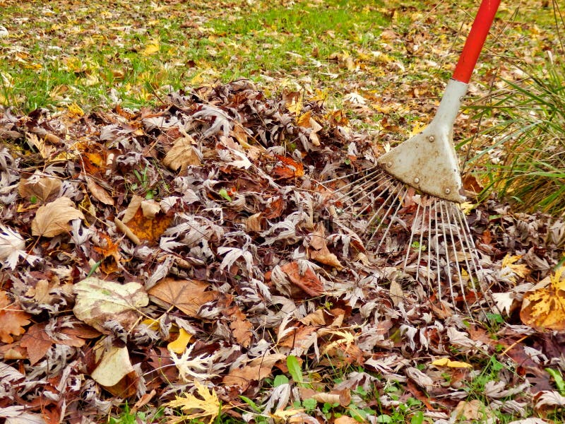 Clearing Autumn Leaves stock image. Image of garden - 261989721