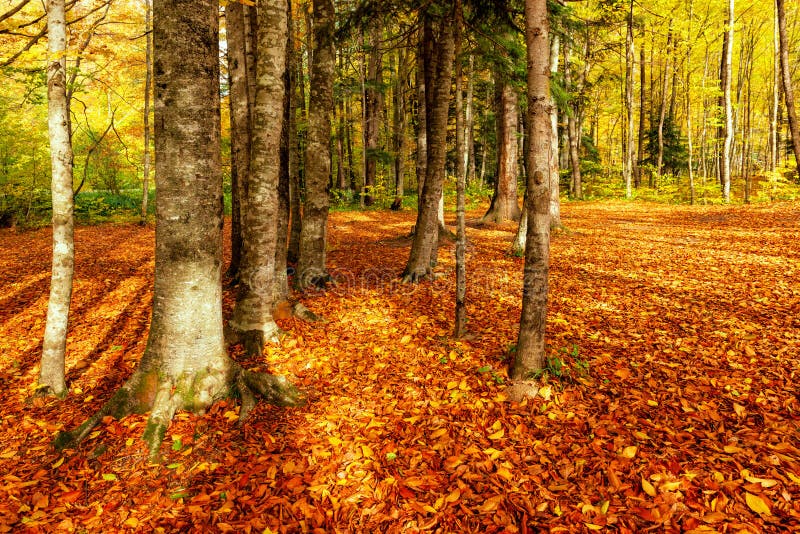 A Clearing in a Beech Forest is Strewn with Bright Orange Fallen Autumn ...