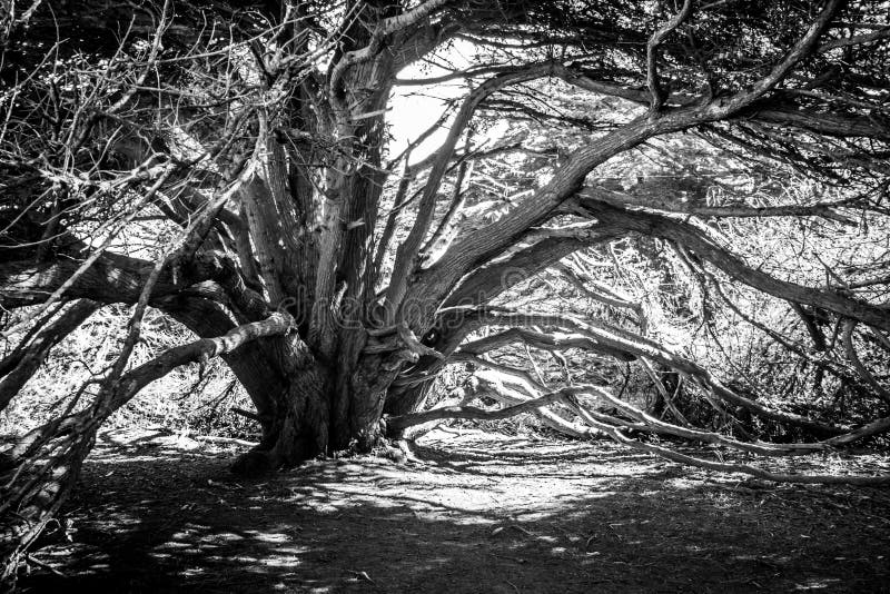 Clearing with Big Bush in Black and White Stock Photo - Image of nature ...