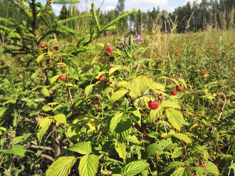 In a Clearing in the Bush Untended Wild Raspberry with Berries Stock ...