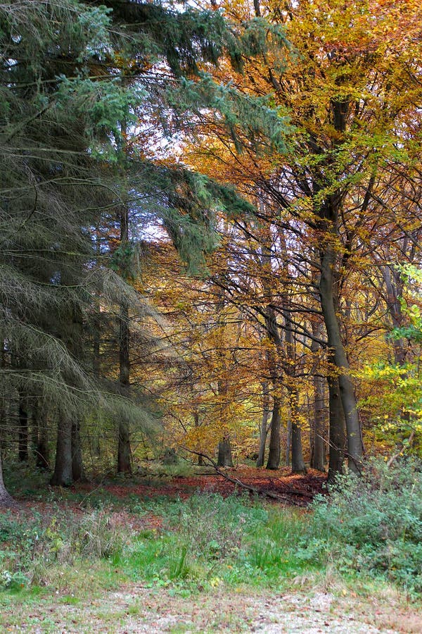 Clearing in the Colorful Forest Stock Photo - Image of clearing, maroon ...