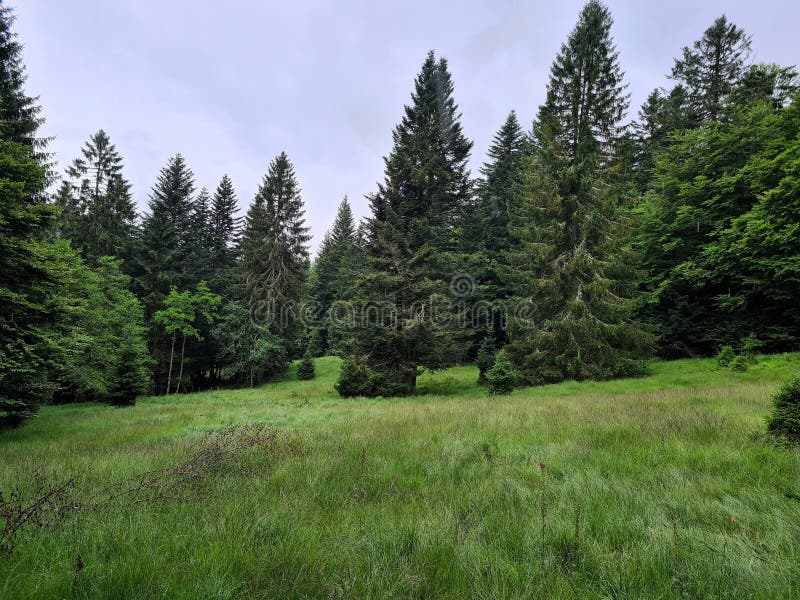 A Clearing in a Coniferous Forest with a Body of Water in the Swamp ...