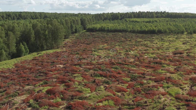 Clearing Fields and Meadows of Small Forests. Cutting Down Trees To ...