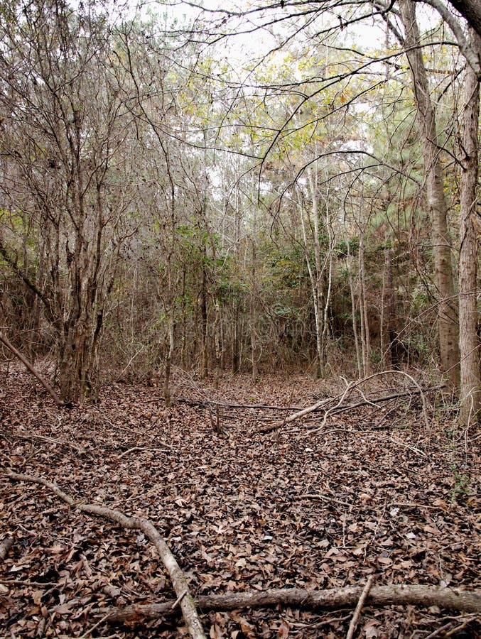 Clearing Forest Land with Bulldozer Stock Photo - Image of dozzer ...