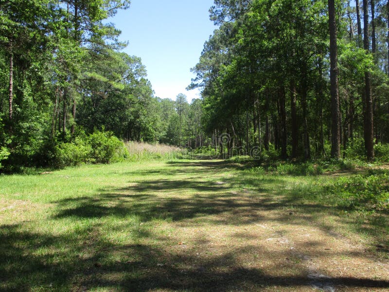 Clearing stock image. Image of clearing, field, green - 92811177