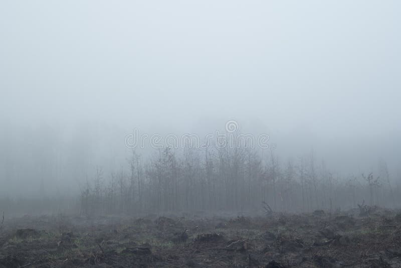 Foggy clearing stock image. Image of romantic, hazy, foggy - 8363043