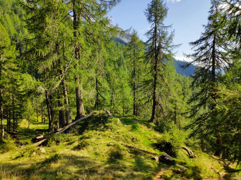 Clearing in a Forest Full of Larch Trees Stock Image - Image of freedom ...