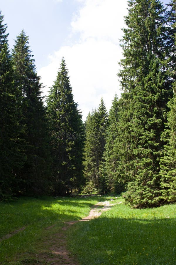 Clearing in the forest stock photo. Image of green, horizontal - 56929982