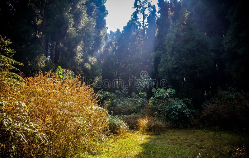 Clearing in the forest stock image. Image of space, clearing - 99491851