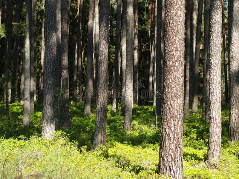 Clearing in the forest stock image. Image of planting - 91675451